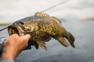 Average Bass Weight And How Big They Can Get - Slamming Bass