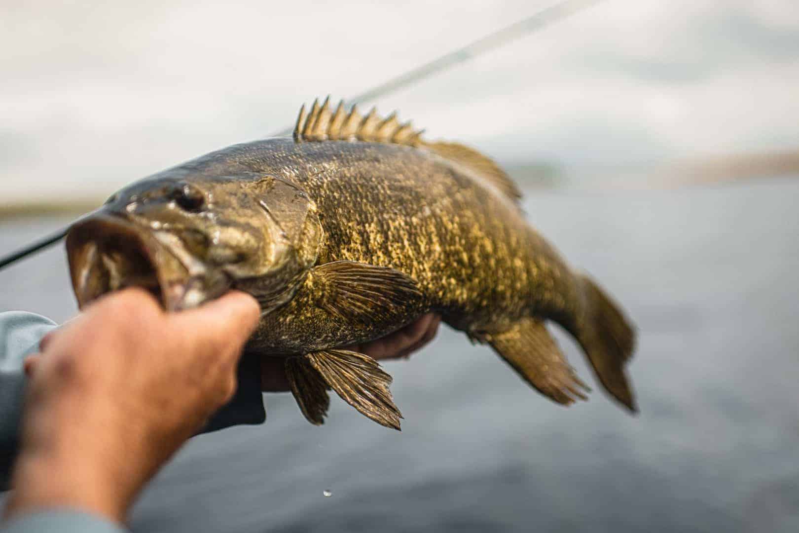 Average Bass Weight And How Big They Can Get - Slamming Bass