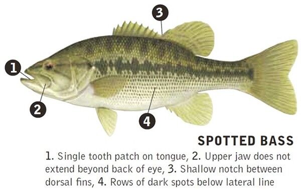 Spotted Bass: A Unique Member Of The Bass Family